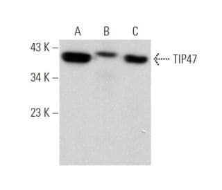 TIP47抗体 (F-10) | SCBIO - Santa Cruz Biotechnology
